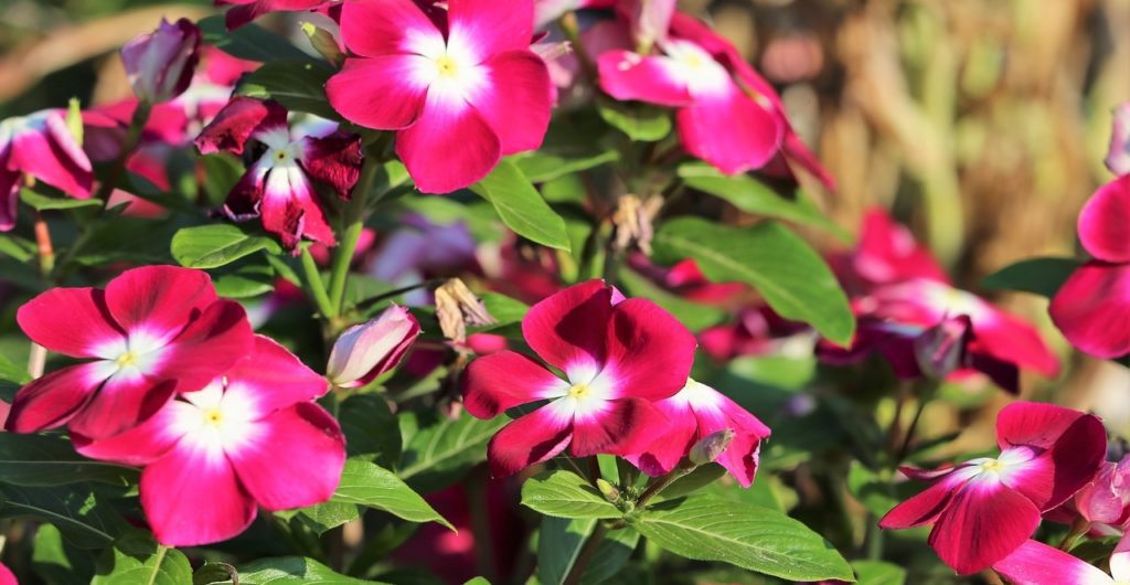 Madagaskarský barvínek aneb barvínkovec růžový: Ideální rostlina na ...