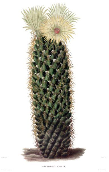Coryphantha aneb kaktusy s květem na hlavě